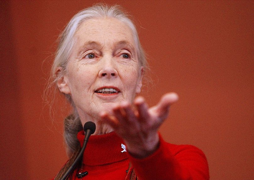 Décès de la primatologue Jane Goodall : une vie consacrée à la cause ...