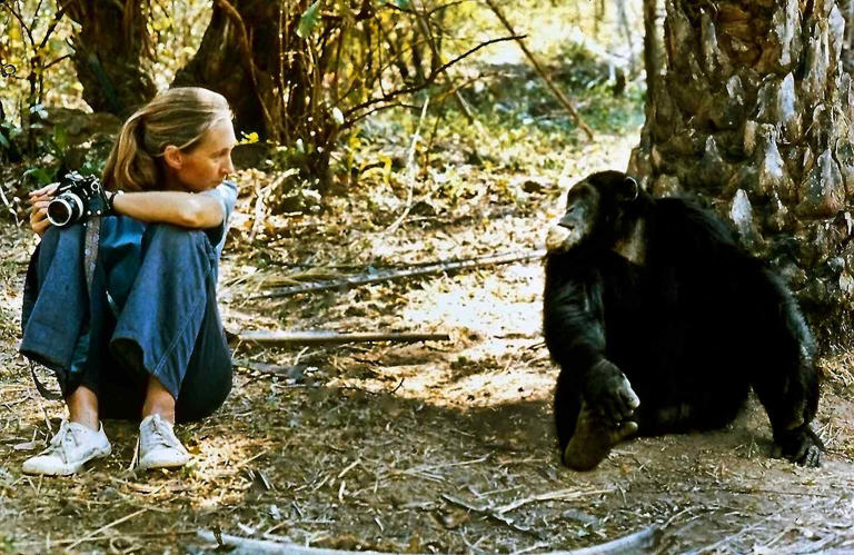 Jane Goodall Dies at 91 While on Speaking Tour: She Was a 'Tireless ...