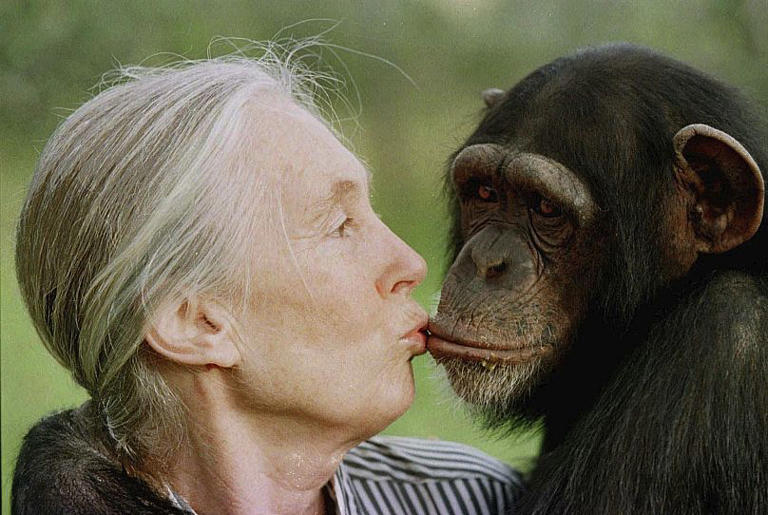 Famed conservationist and chimpanzee friend Jane Goodall dies at 91