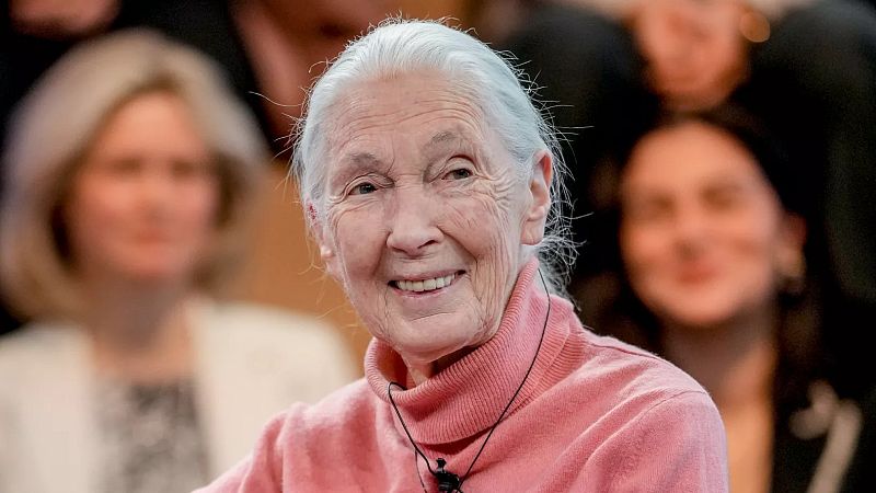 Famed conservationist and chimpanzee friend Jane Goodall dies at 91