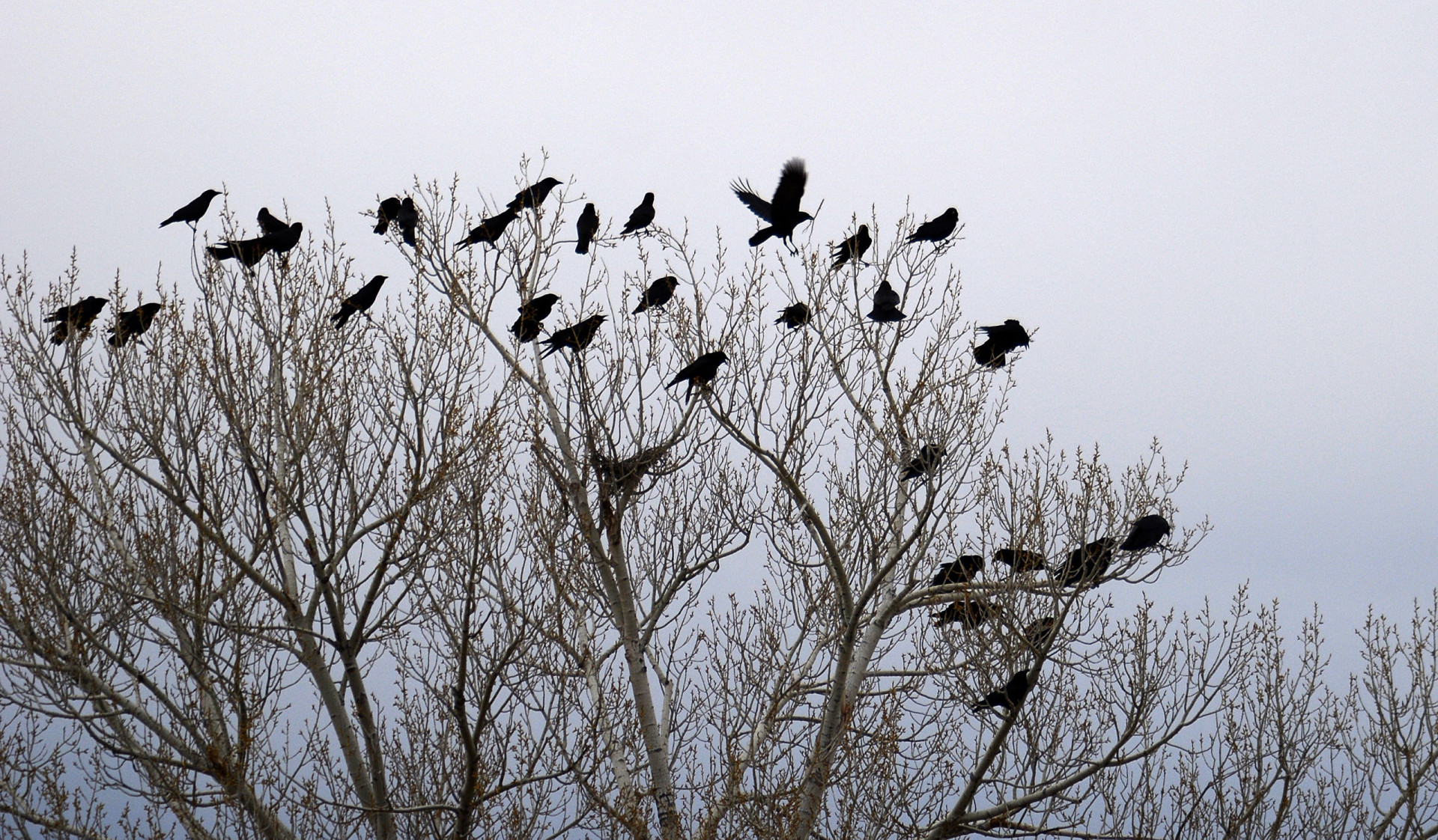 Why crows are way smarter than we thought
