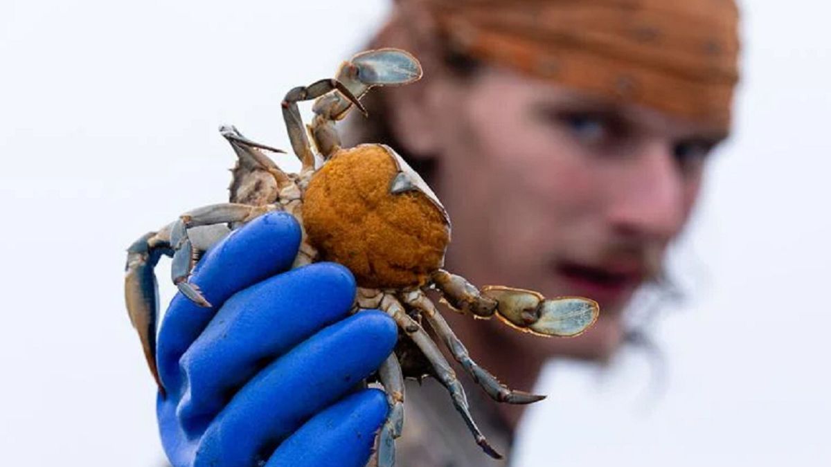 Parasitic worms help track blue crab population, study says