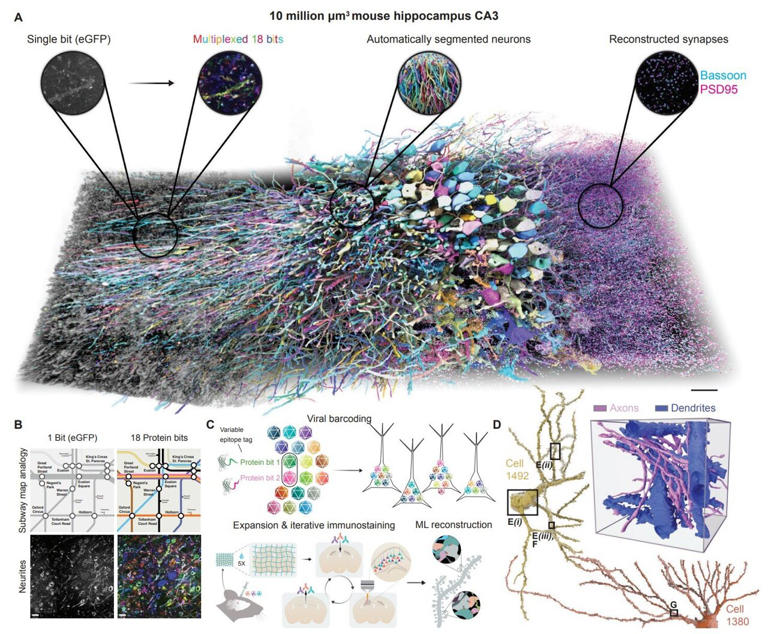 Novel protein 'barcodes' shine a light on mapping brain circuits at scale