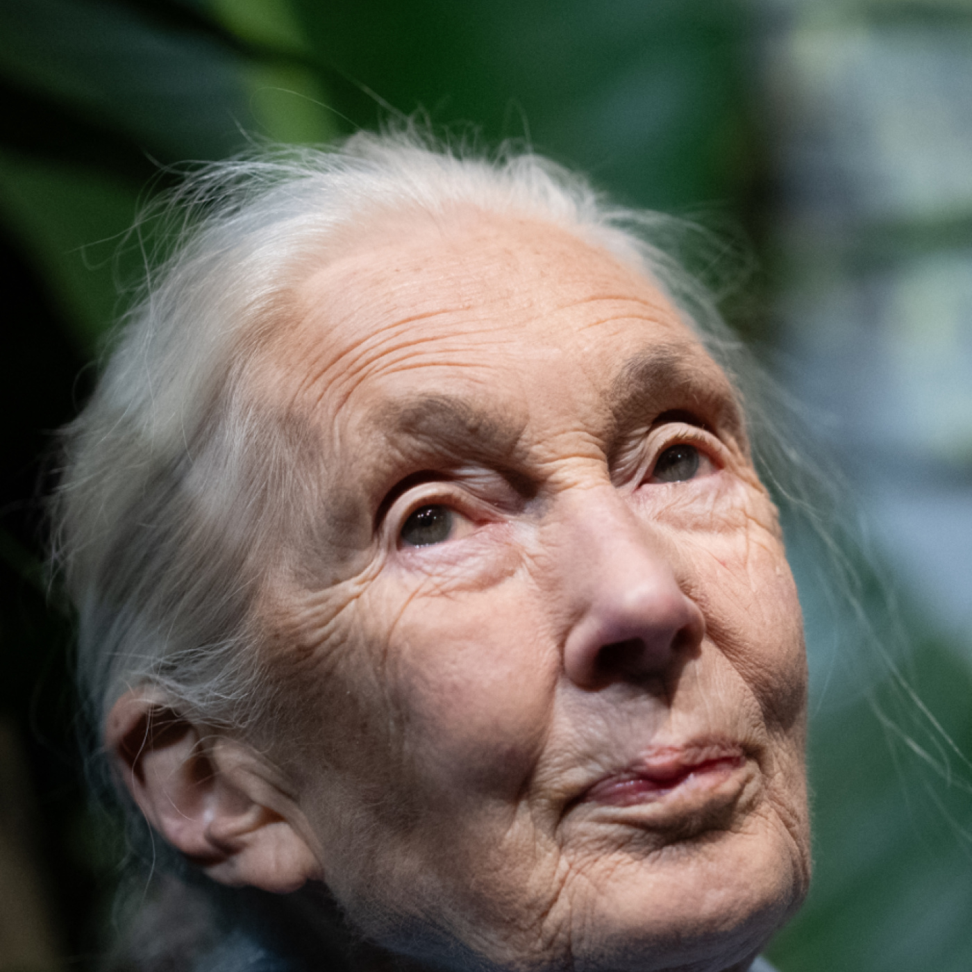 Primatenforscherin Goodall im Alter von 91 Jahren gestorben
