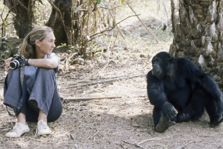 Jane Goodall, 91, Dies; Pioneering Chimpanzee Researcher