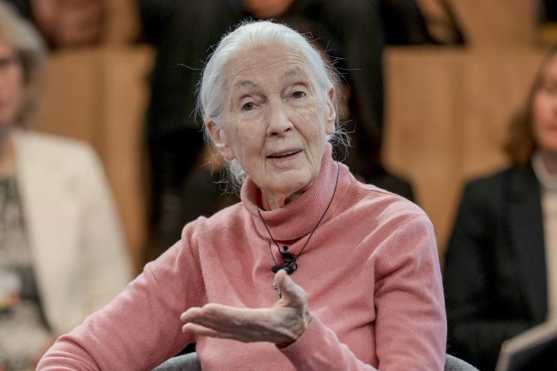 Jane Goodall, legendary chimp expert, dead at 91