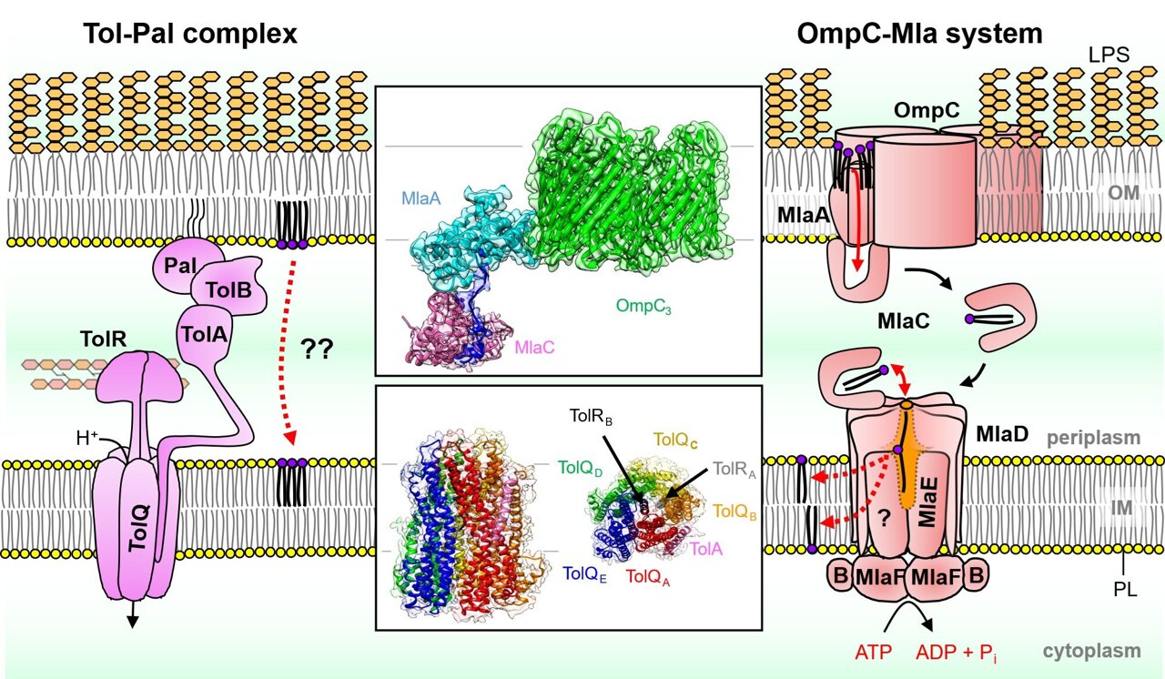 Cryo-EM reveals how protein complexes maintain bacterial outer membrane ...