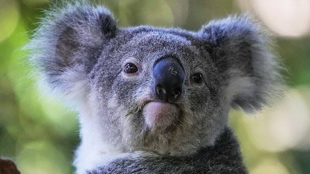 Adorable koala nursed back to health