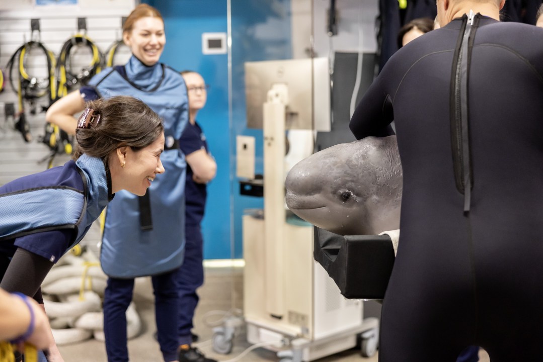 New tech helping Chicago’s Shedd Aquarium treat injured animals