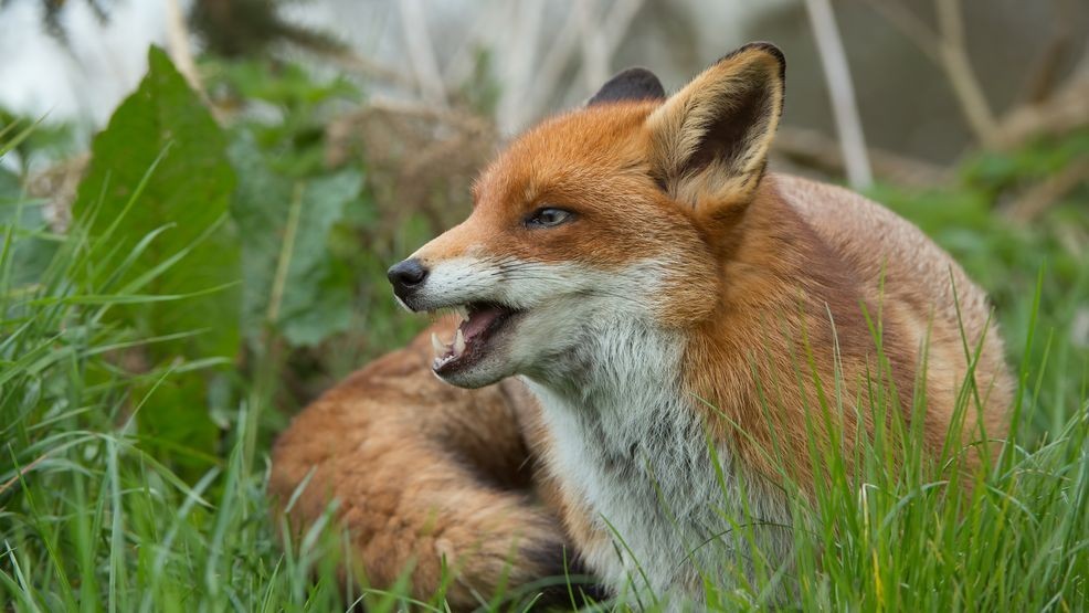 Fox tests positive for rabies in Far North Bexar County, 15th case this ...