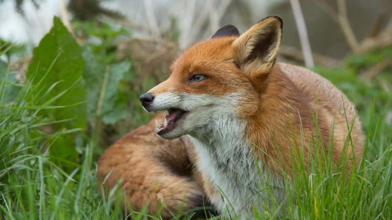 Fox tests positive for rabies in Far North Bexar County, 15th case this ...