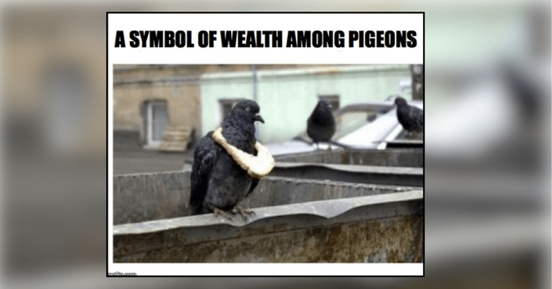20 Plucky Memes of Pigeons Living Their Best Bird Life