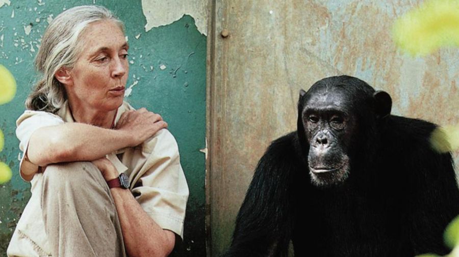Quién fue Jane Goodall, la conservacionista que halló su hogar entre ...