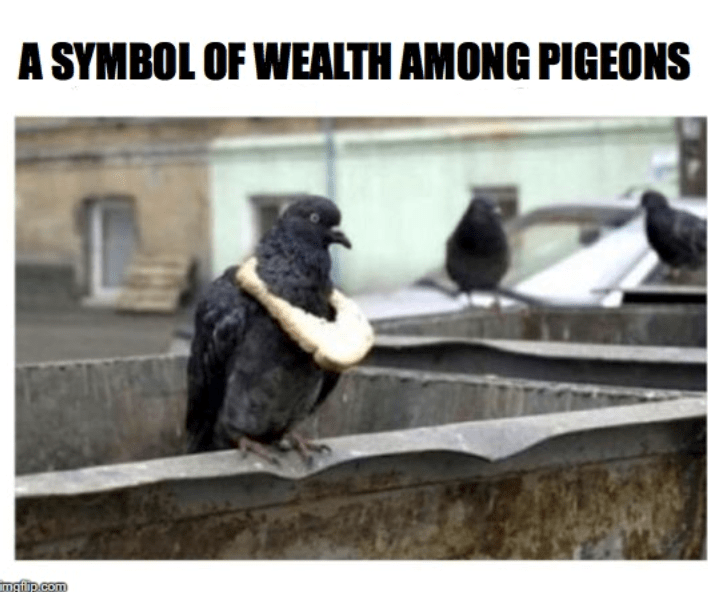 20 Plucky Memes of Pigeons Living Their Best Bird Life