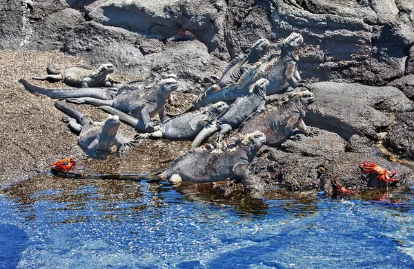 Wildlife and snorkeling in the Galapagos