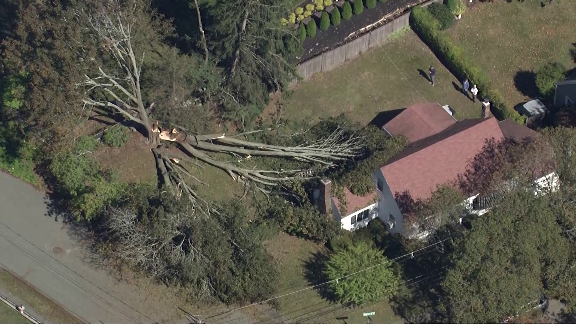 Woman escapes injury as large tree falls in North Shore yard