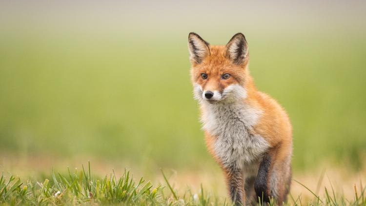 Fox tests positive for rabies in north Bexar County, no humans exposed ...