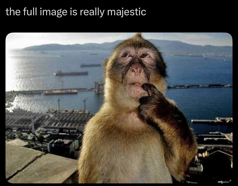 25 Monkey Memes in Honor of Jane Goodall