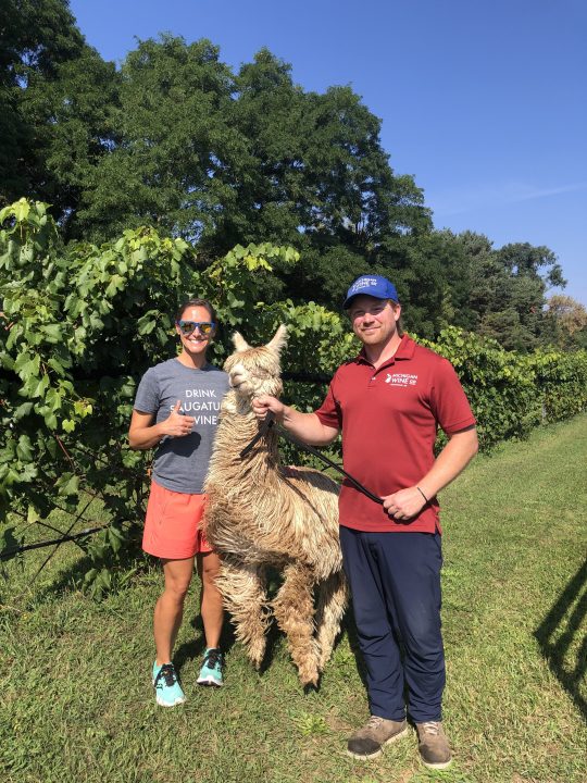 Lakeshore winery hosts free alpaca event at vineyard