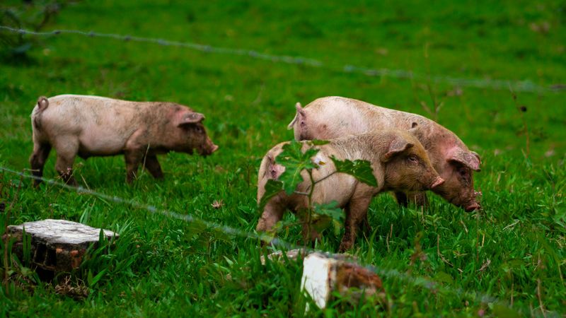 The Adorable Lives Of Baby Farm Animals