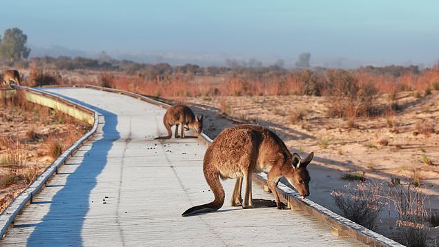 Cheeky kangaroo interrupts man's chores
