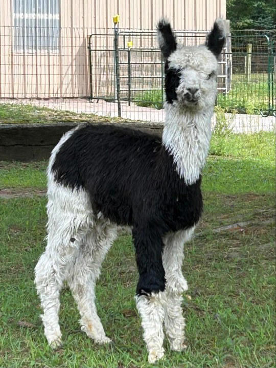 Lakeshore winery hosts free alpaca event at vineyard