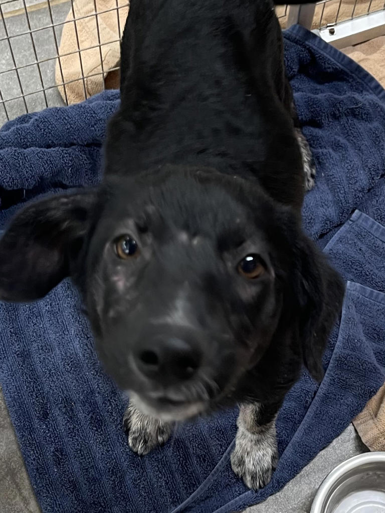 VIDEO: Abandoned puppies highlight animal neglect concerns in Abilene