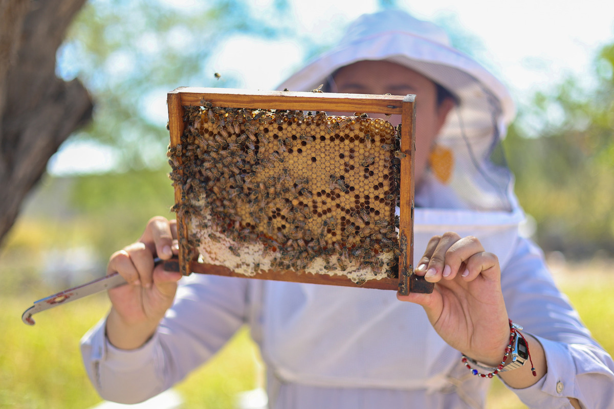 Apicultores de Durango obtienen el primer y tercer lugar en el Concurso Nacional de Miel ANMVEA 2025