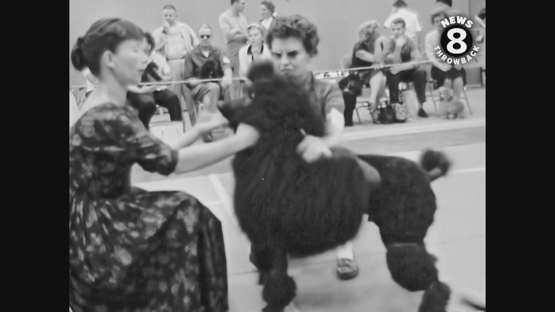 San Diego Poodle Club match 1960