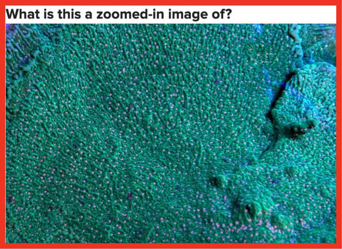 If You Get 51/57 On These Quizzes, Your Eyes Can Only See Attention To ...