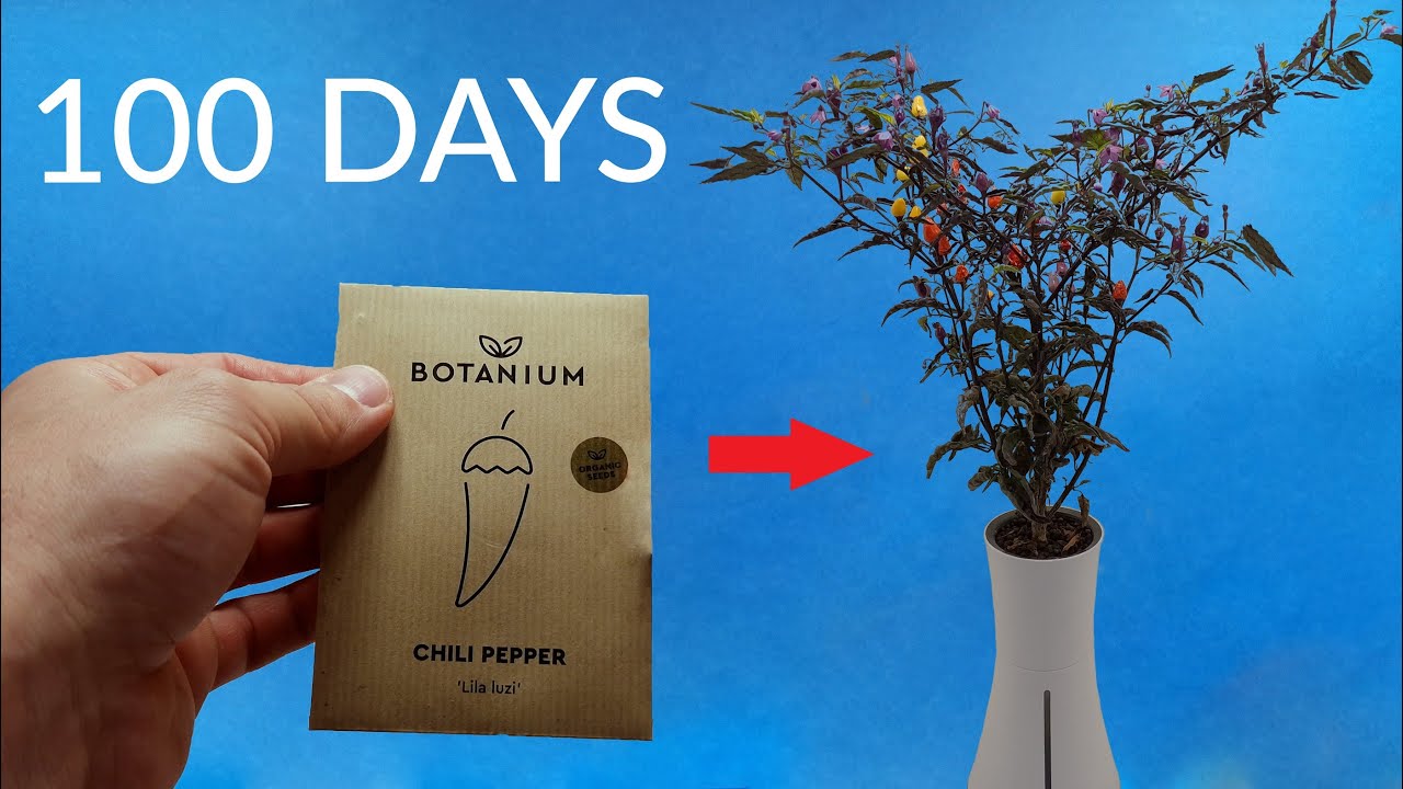 Hydroponic chili pepper growth time-lapse — 100 days