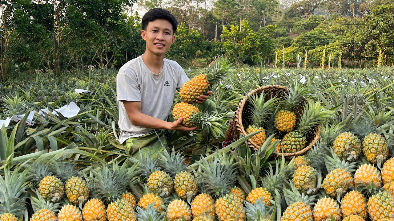 Forest living: Harvesting, selling & cooking homestead delights
