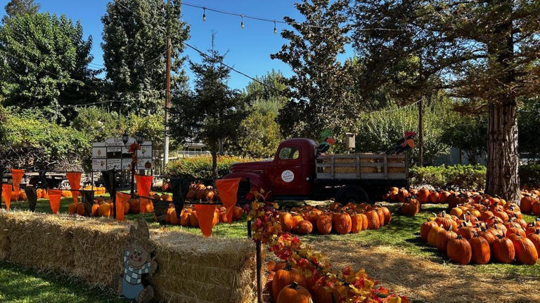 Local pumpkin patches offer festive fun with mazes, petting zoos, and ...