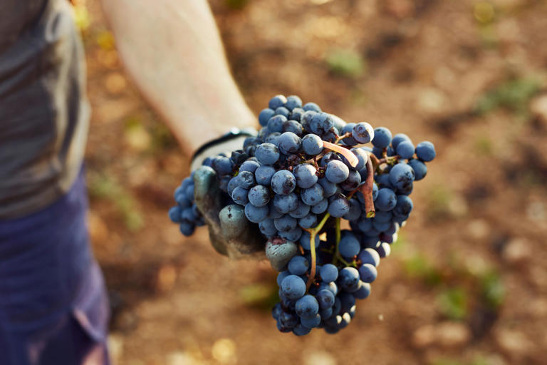 ¿Por qué en España se planta tanta tempranillo?