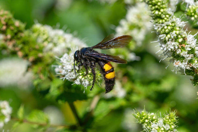 Guêpe bleue : tout savoir sur cet insecte fascinant