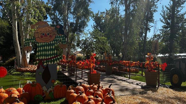 Local pumpkin patches offer festive fun with mazes, petting zoos, and ...