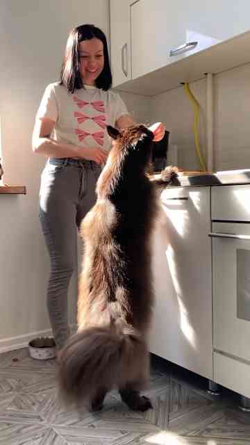 Maine Coon Caught in the Act of Stealing