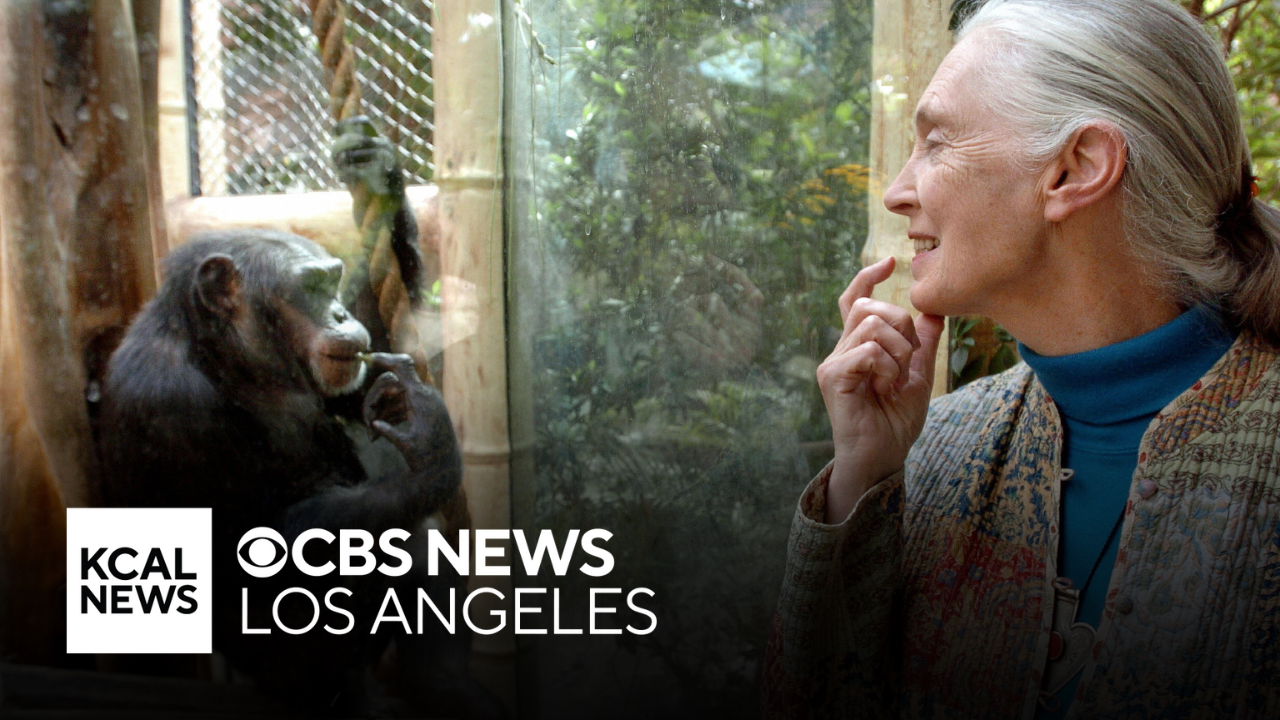 Renowned climatologist Jane Goodall, who shaped world's knowledge of ...