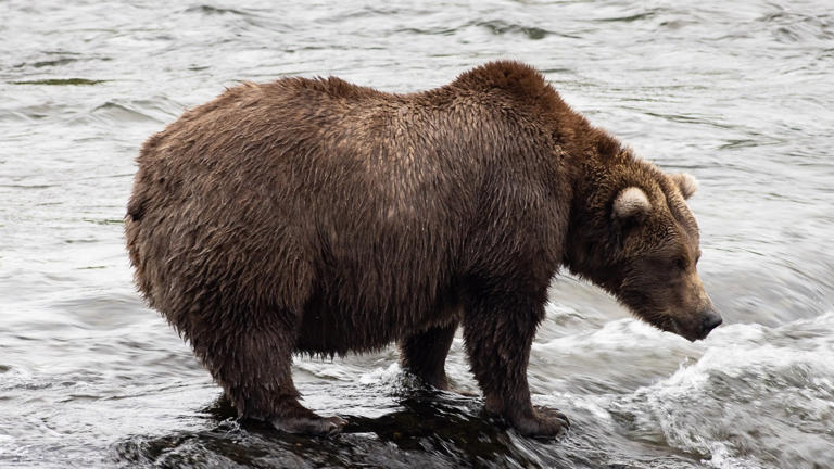 All hail Chunk, the winner of Fat Bear Week (and our hearts)