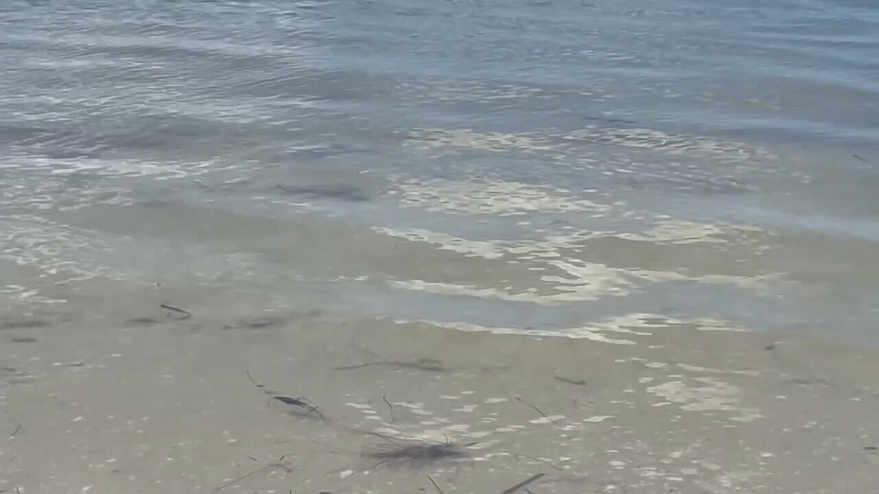 Results stream in for Palma Sola Causeway bacteria analysis