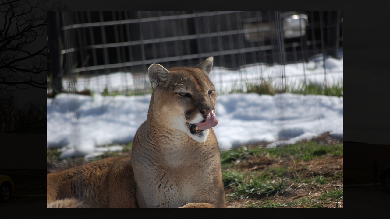 Visit the Arkansas wildlife sanctuary built by one family’s lion love story