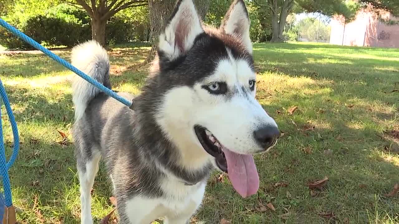 Pets on Set: Loki