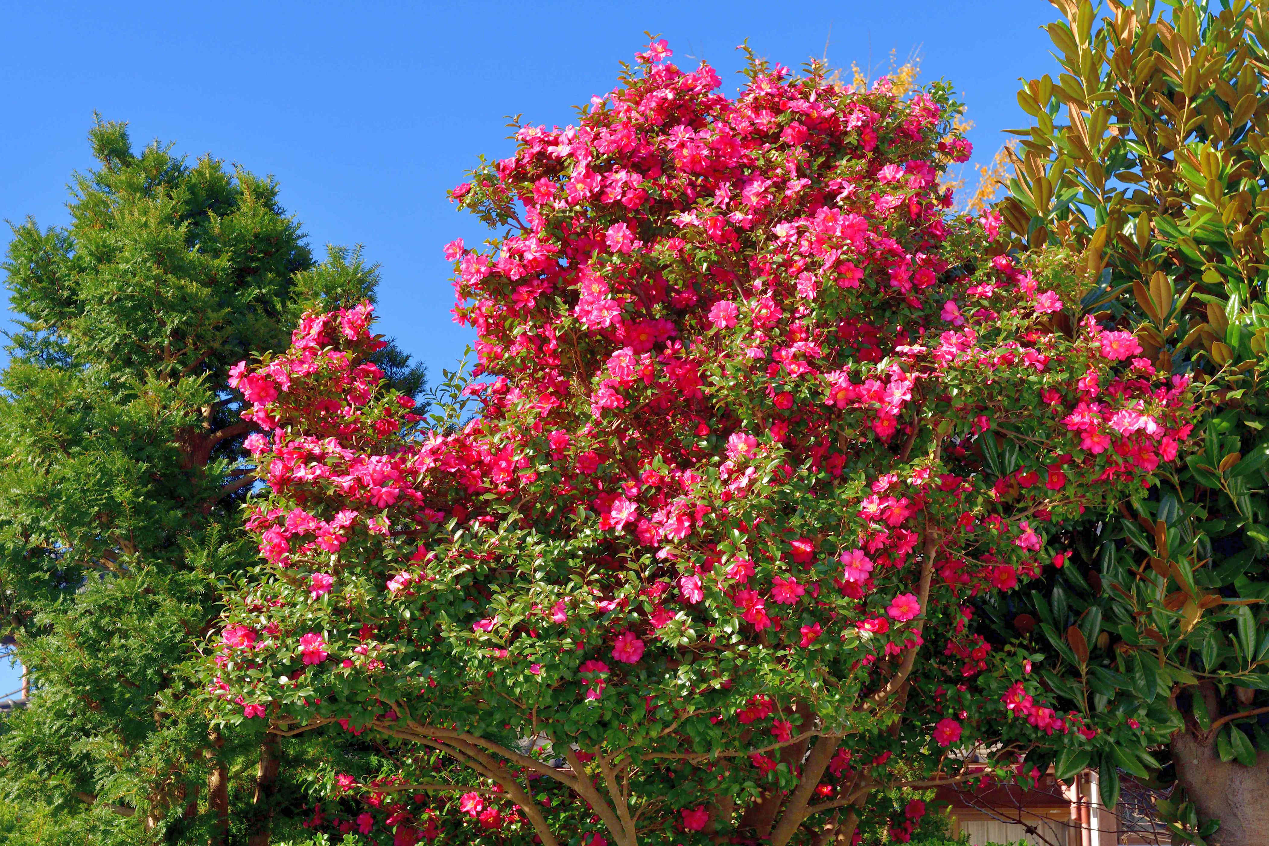 5 Shrubs That Explode With Color Every October