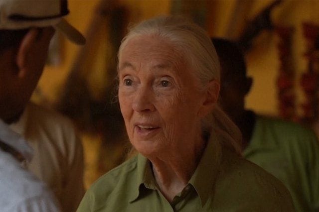 Wildlife advocate, primate expert Jane Goodall dies at 91