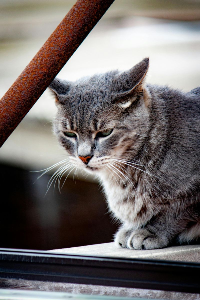 10 Changes Your Cat Will Go Through During Adolescence