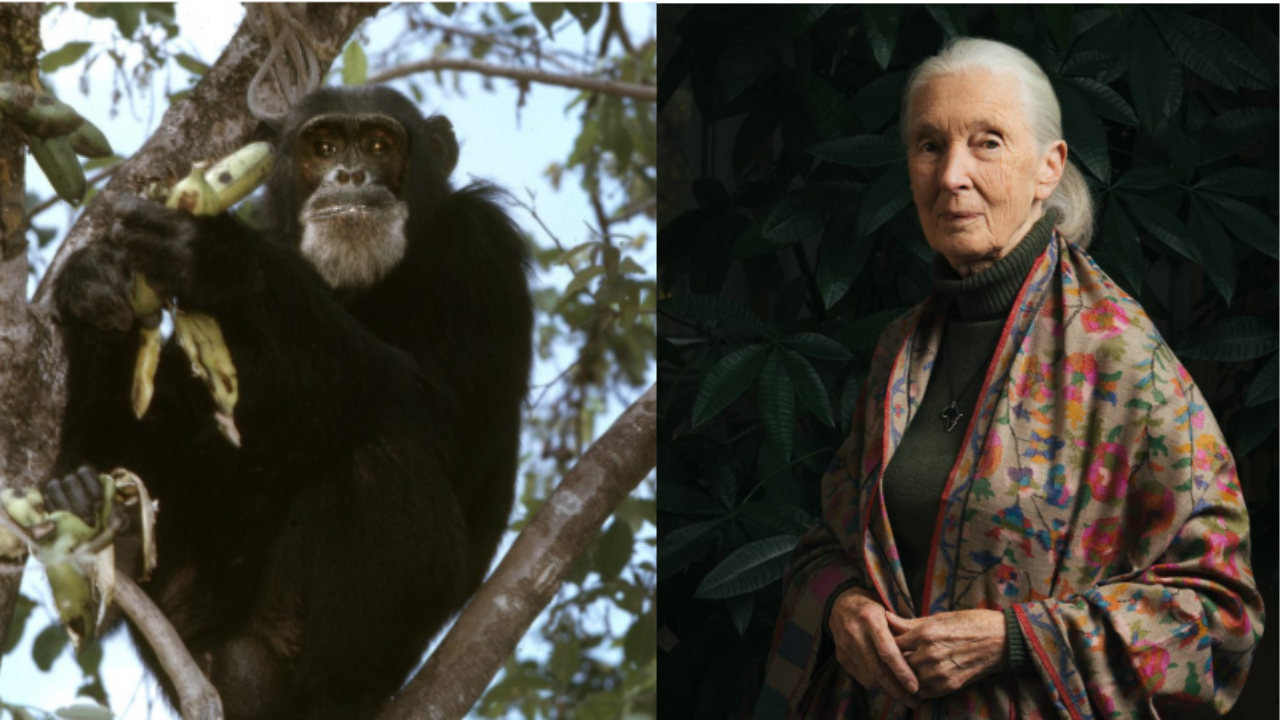 Meet David Greybeard: Dr. Jane Goodall's Favorite Chimpanzee Who ...