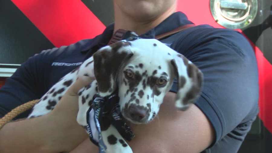 Harding University, Searcy Fire Department celebrate National Fire Pup ...