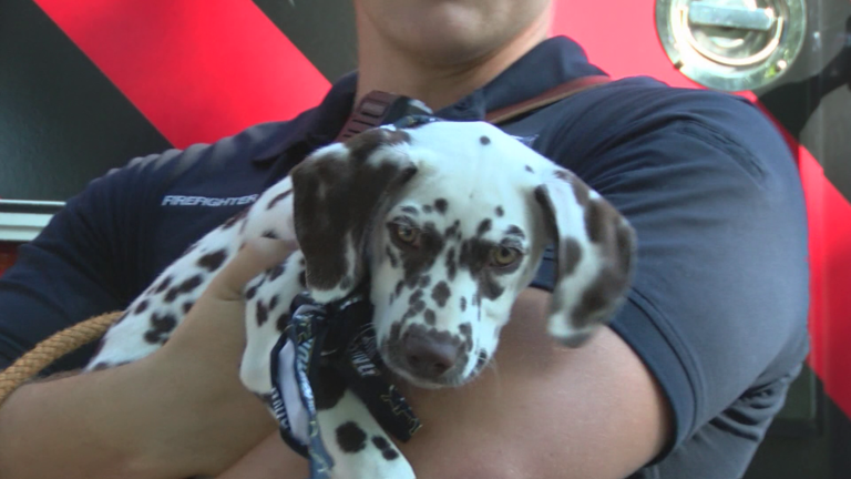 Harding University, Searcy Fire Department celebrate National Fire Pup ...