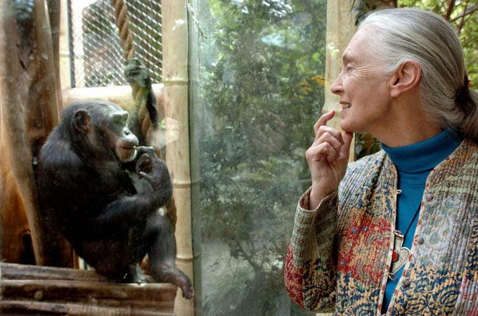 Jane Goodall’s 11 Daily Habits That Helped Her Live 91 Years