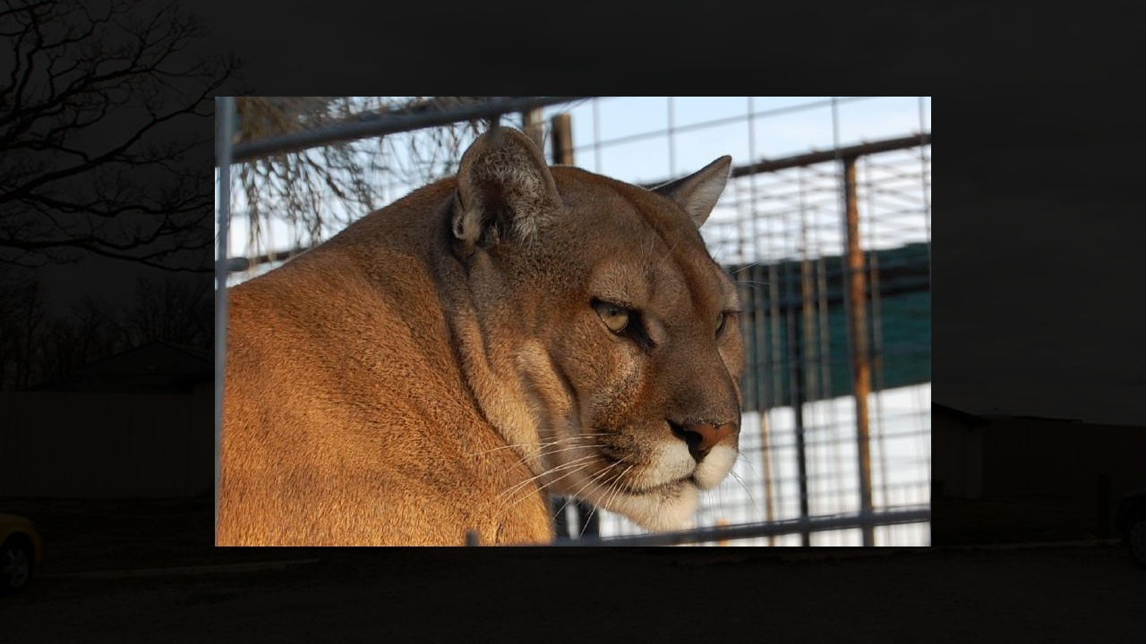 Visit the Arkansas wildlife sanctuary built by one family’s lion love story